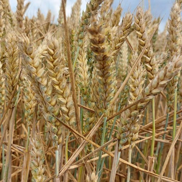 RGT Saki csávázott II. fok rendelése - Primag